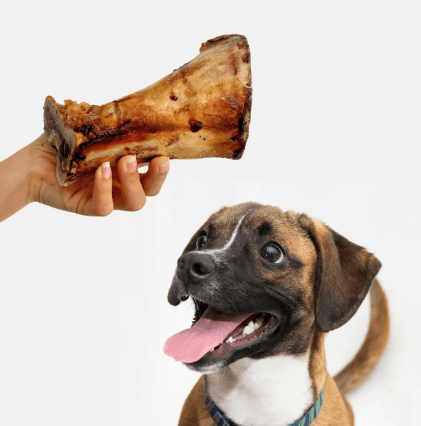 Long Lasting Dog Treats - Beef Marrow Bone Dog Treat | PetBuddy